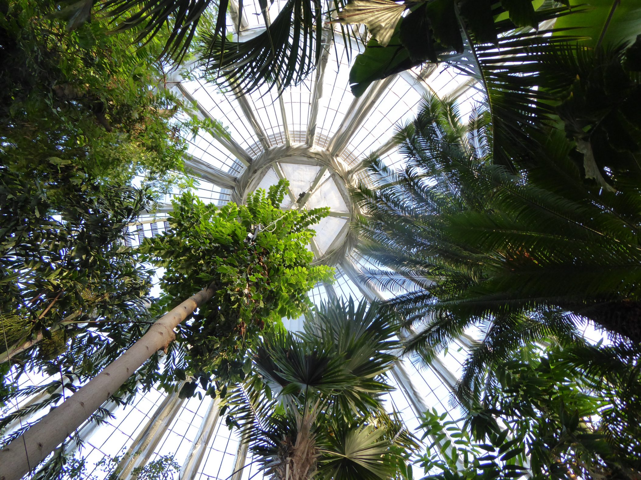 Palm Trees & an Unusual Tower in Copenhagen, Denmark - The Travelling Dane